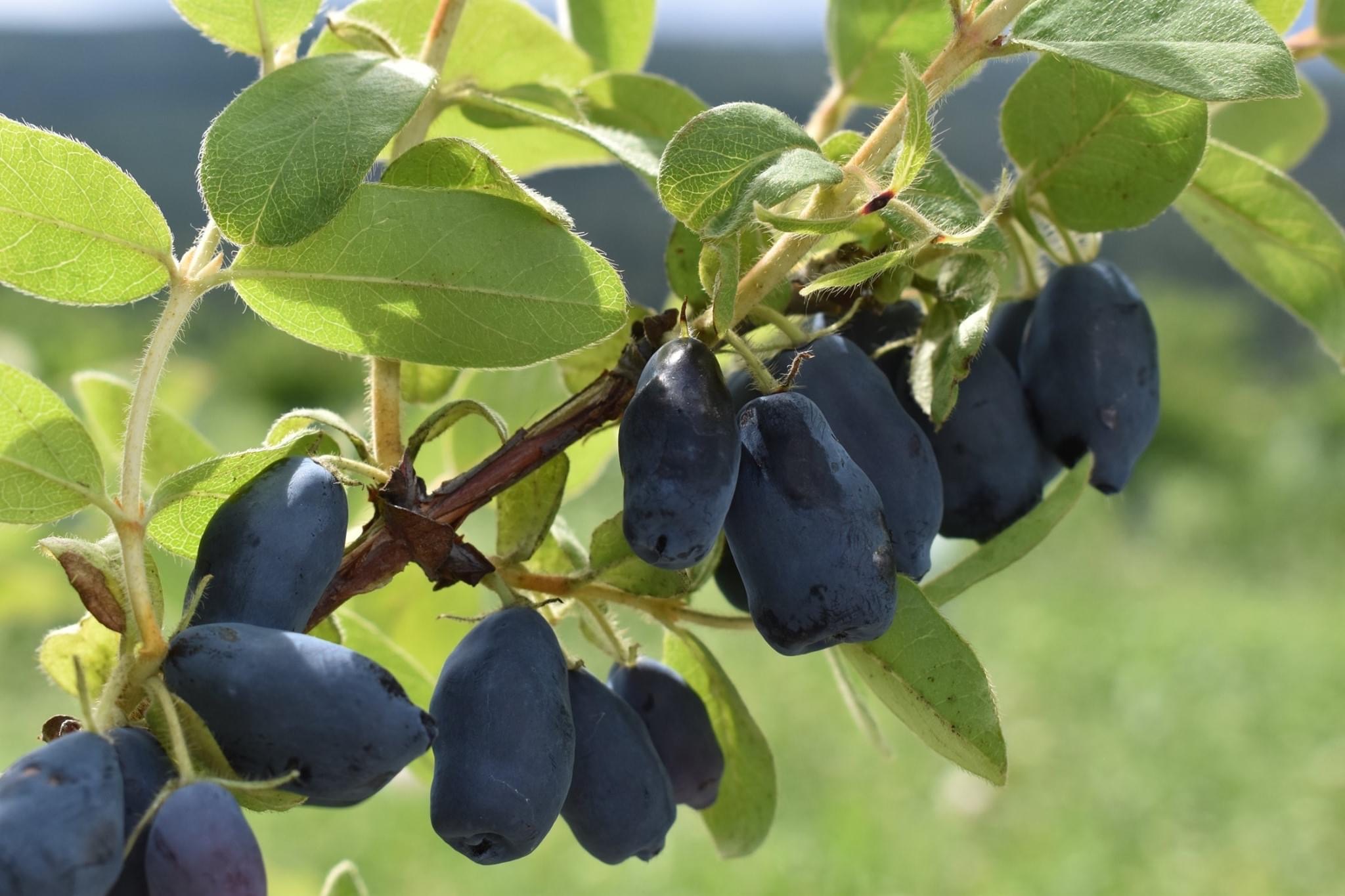 Shop - Ontario Haskaps