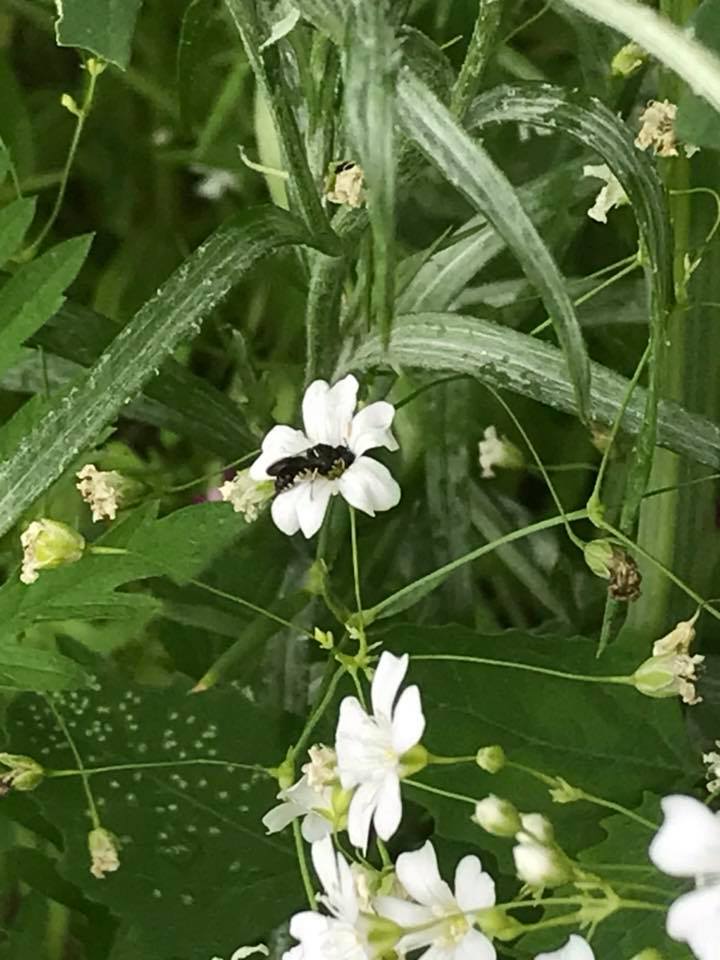 About Our Haskaps - Ontario Haskaps