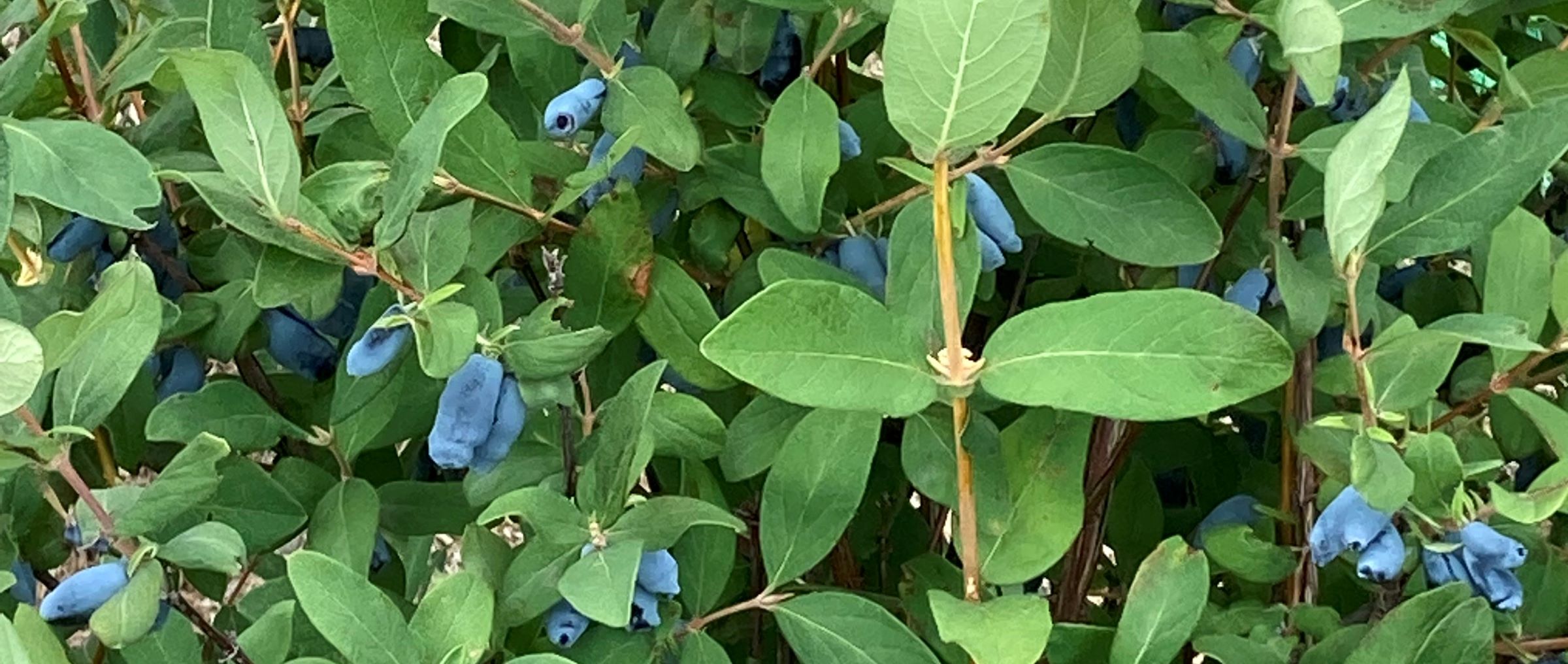 About Our Haskaps - Ontario Haskaps